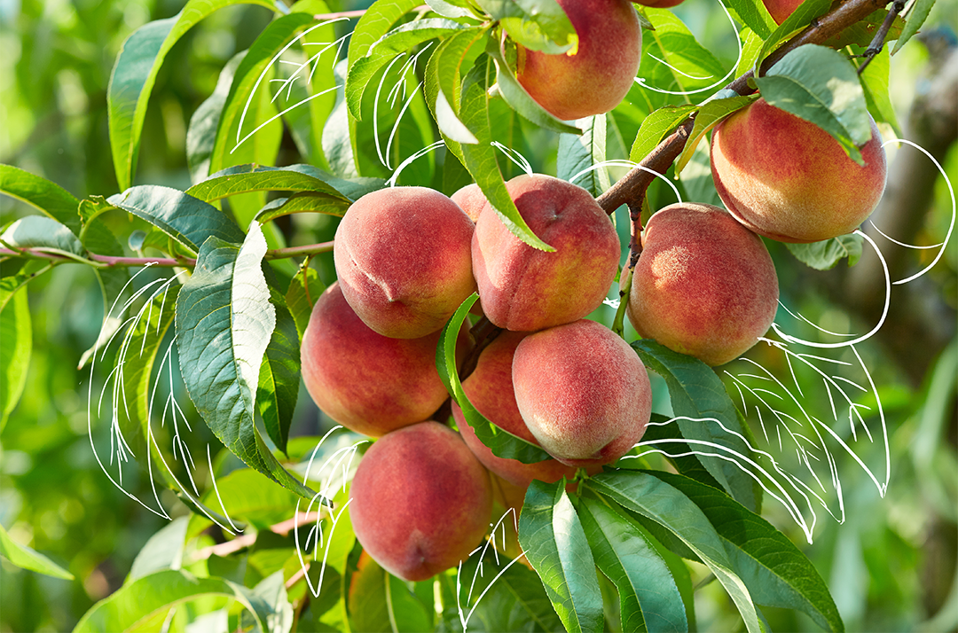 peach plant performance - small - Eurosolids EN